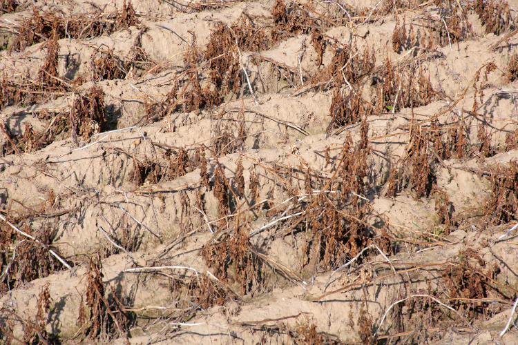 Bees Are Vanishing in 2025: 15 Dire Consequences We Will Experience In ...