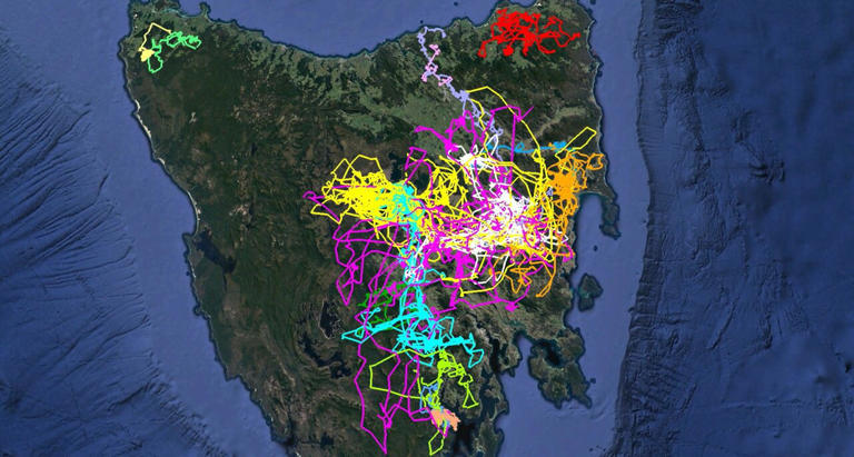 Creating safer skies for Tasmania's wedge-tailed eagles