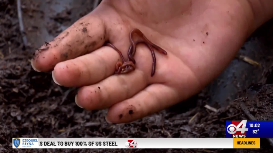 ’15-inch’ worm sees resurgence in RGV, Texas