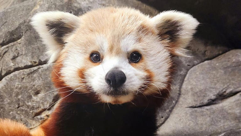 Photo gallery: Chattanooga Zoo mourns loss of beloved red panda Willa