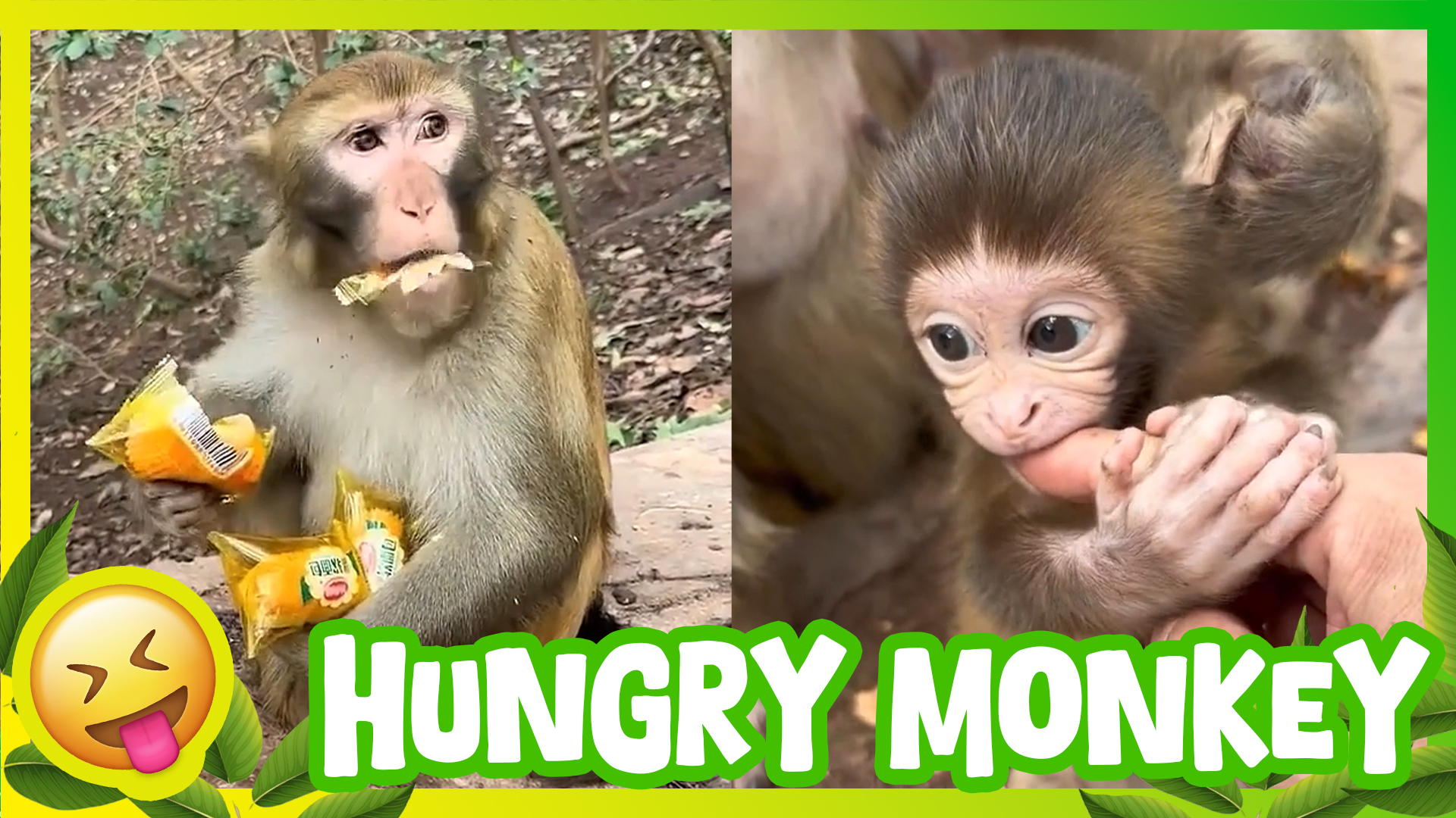 Hungry Monkey Wants Food Now! 🐵🍌 | Cute & Funny Reactions Before Snack Time
