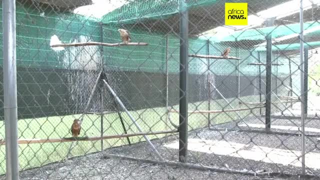 Raptor rehab: Moroccan facility rescues birds of prey and prepares them ...