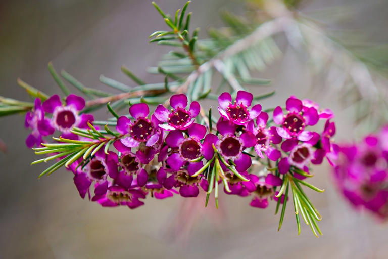 Chamelaucium uncinatum (Flor de cera): cuidados, características y guía ...