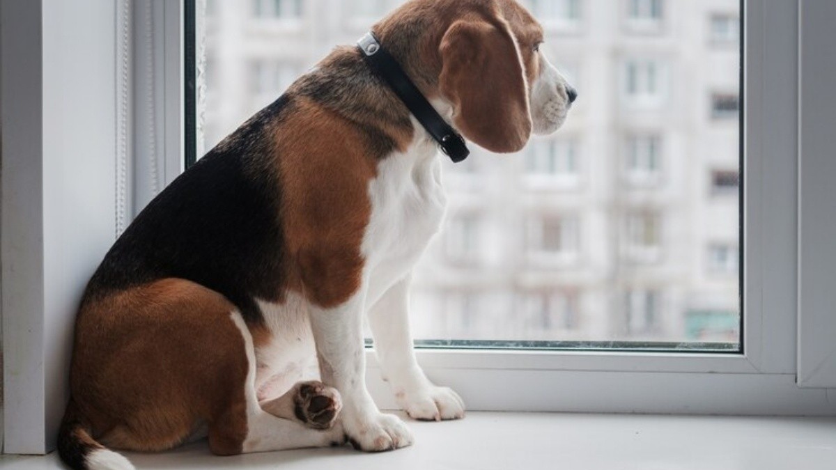 Common mistakes that hurt your dog's feelings without you realizing it
