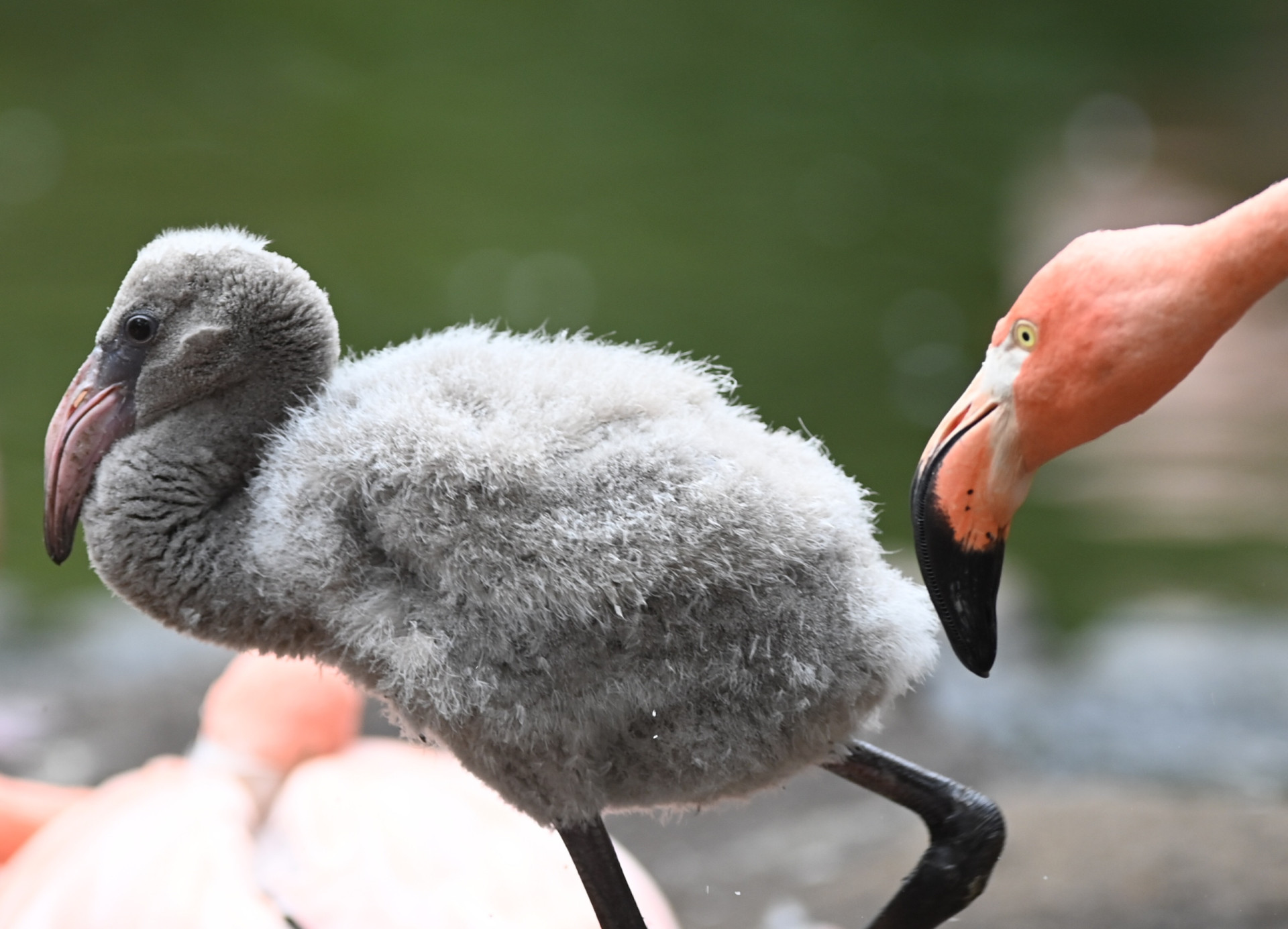 30 fun facts about fabulous flamingos