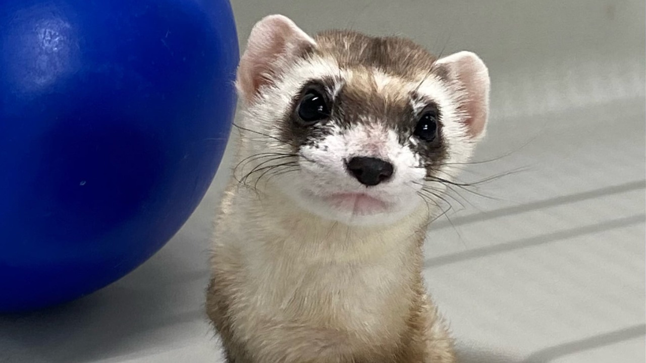 Geneticists Revive a Nearly Extinct U.S. Animal Species