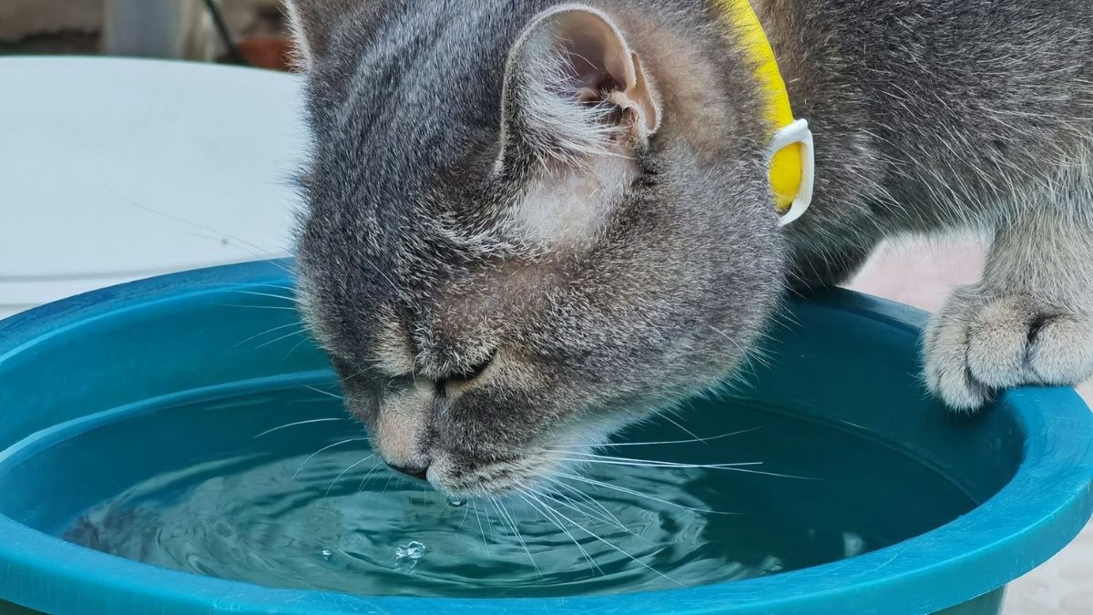 8 strategies to keep your cat well hydrated