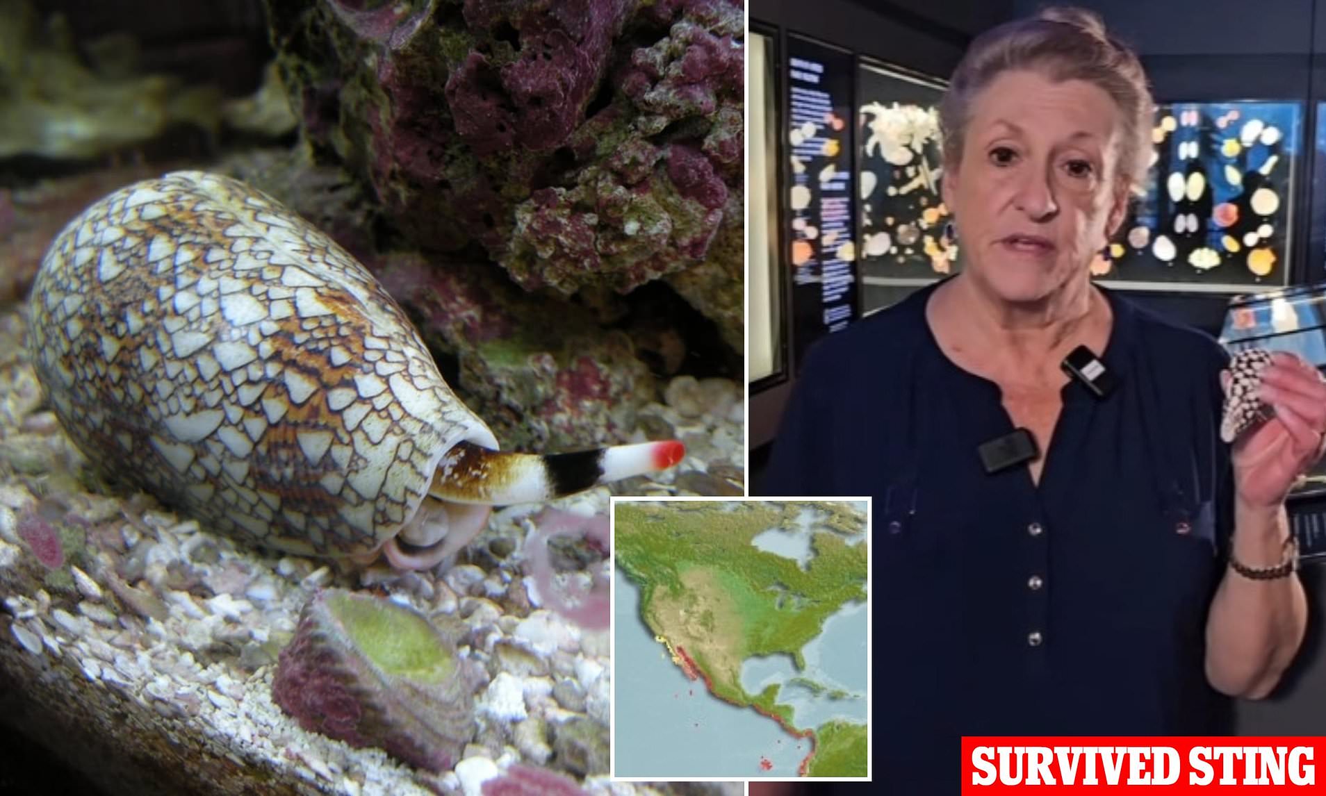 Experts warn summer vacationers of beach seashells so toxic they can ...