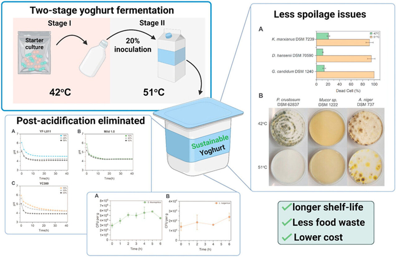 Simple yogurt production tweak cuts bacterial culture costs and extends ...