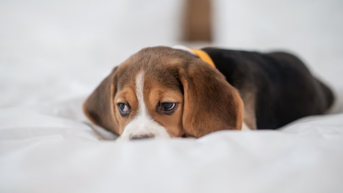 Common mistakes that hurt your dog's feelings without you realizing it