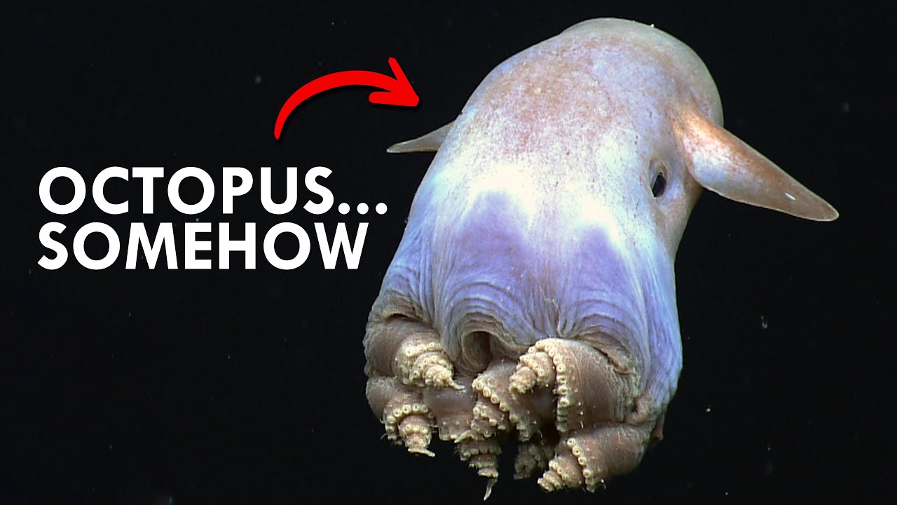 The Deeper You Go, The Cuter It Gets