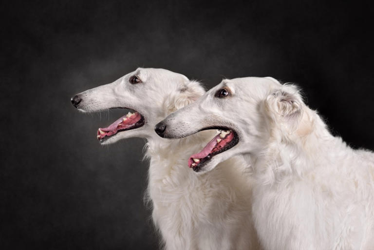 Watch these Borzoi dogs make bizarre sounds with their bendy snouts
