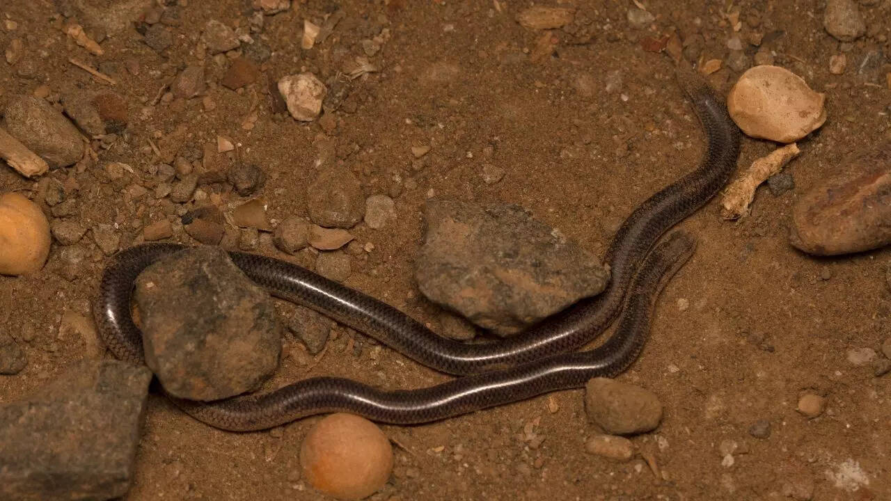 10 non-venomous snakes found in India