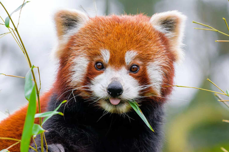 10 Facts That Prove Red Pandas Are More Than Just Cute