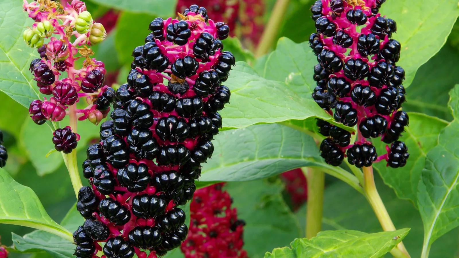 Expert Tips on Controlling Pokeweed in Your Yard