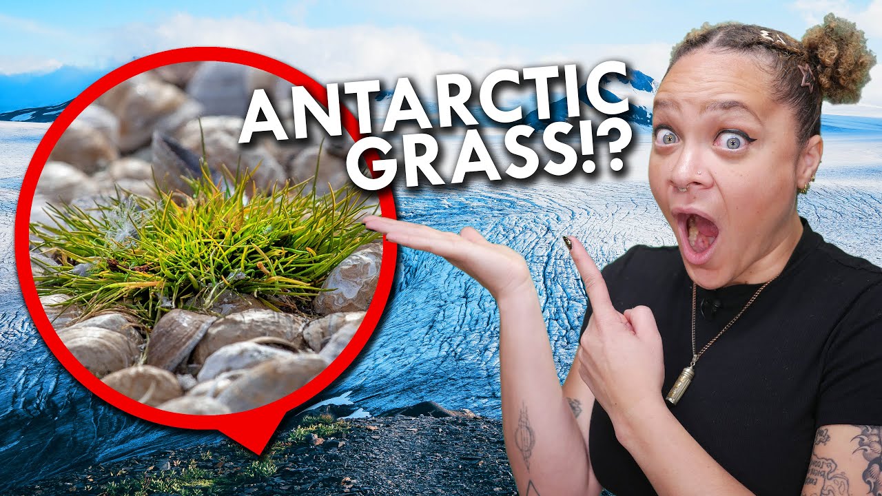 How Grass Conquered the World - Even Antarctica