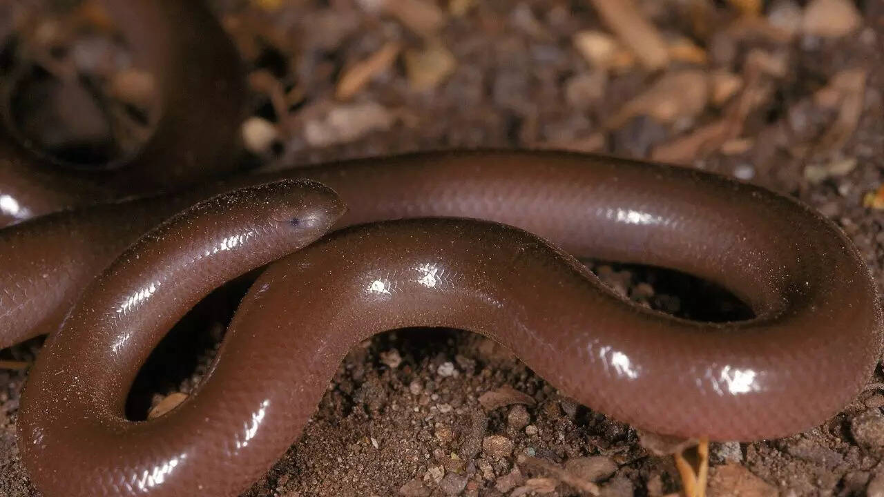10 non-venomous snakes found in India