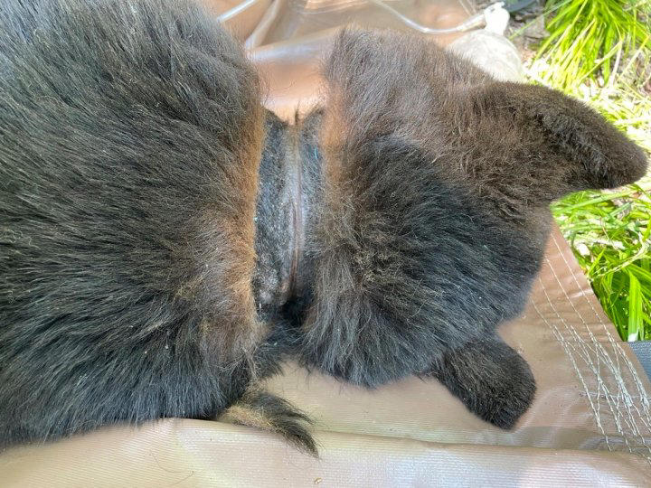 Black bear finally freed of lid that was stuck on its neck for 2 years