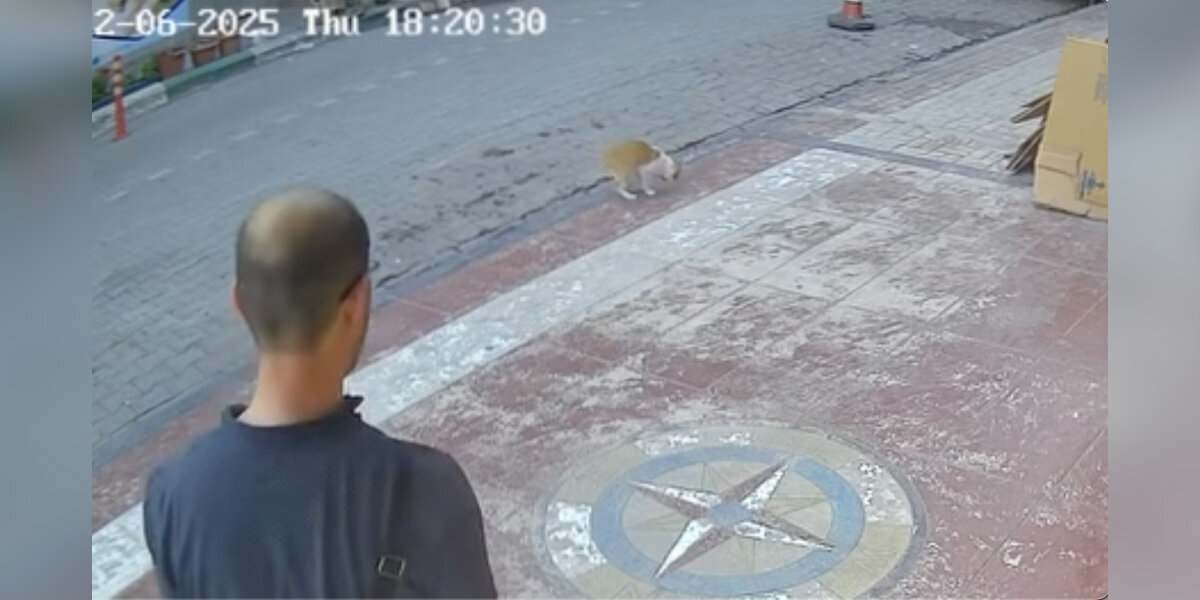 Guy Sees Cat Acting Strangely On Street — And Realizes He's Asking For Help