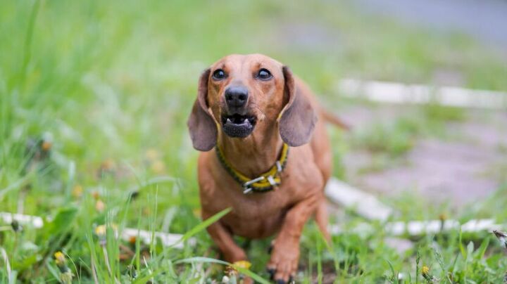 What to Do If Your Dog Is Behaving Aggressively