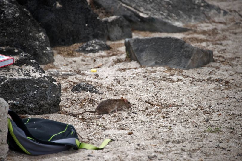 UK tourists in Spain in disbelief after spotting rats 'the size of cats'