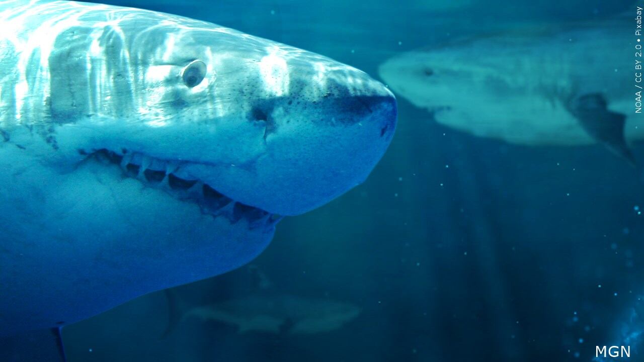 Person airlifted after reported shark attack at popular South Carolina ...