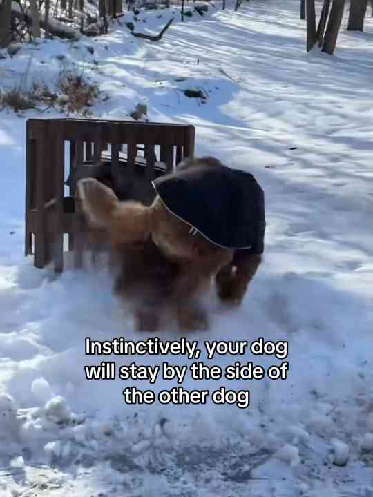 Your Dog Won’t Run Away If You Train This One Simple Habit