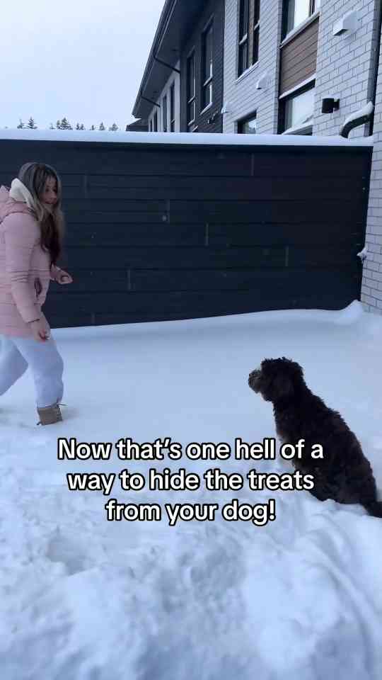 The Fastest Way to Tire Out Your Dog Without Leaving Home