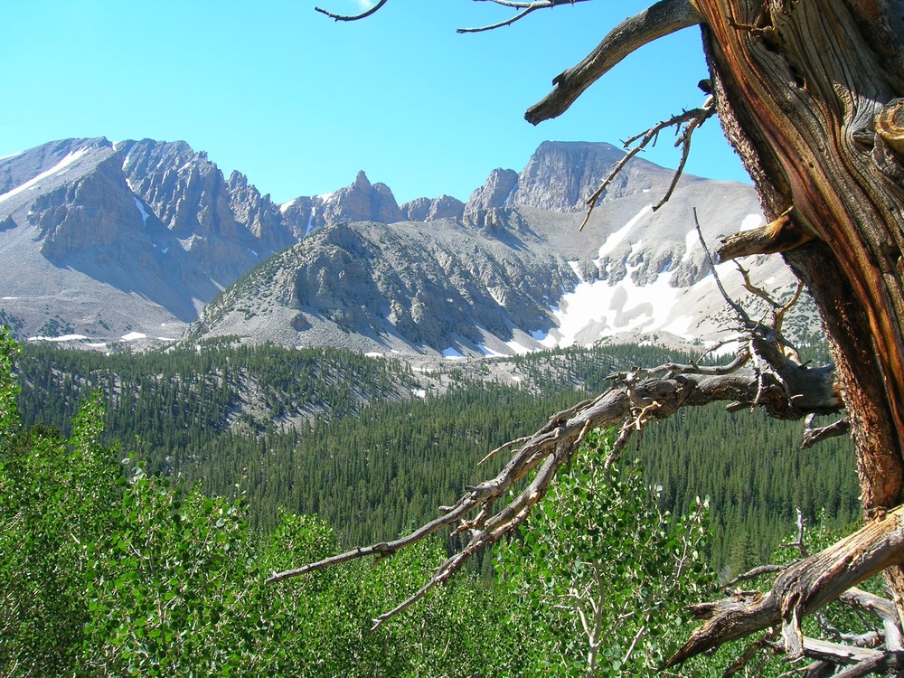 How a Graduate Student Killed the World’s Oldest Tree in 1964 Nevada