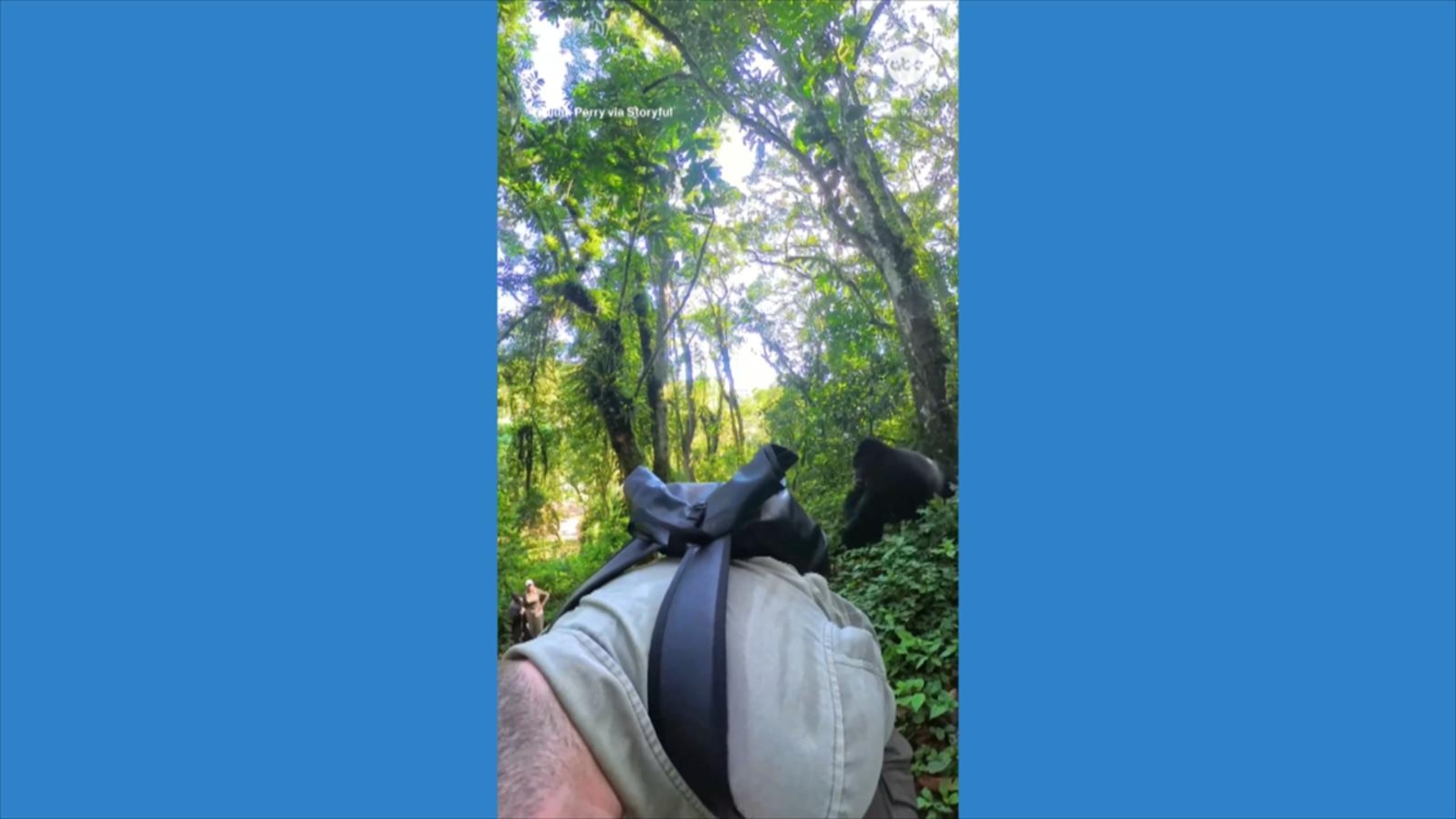 Terrifying moment silverback gorilla charges toward trekkers in Uganda
