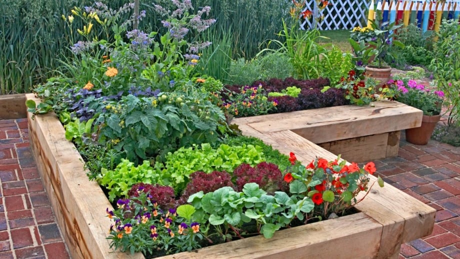 Edimentals: 13 Best Plants That Are Delicious and Pretty