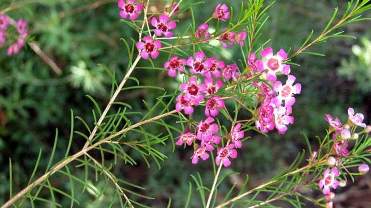 Chamelaucium uncinatum (Flor de cera): cuidados, características y guía ...