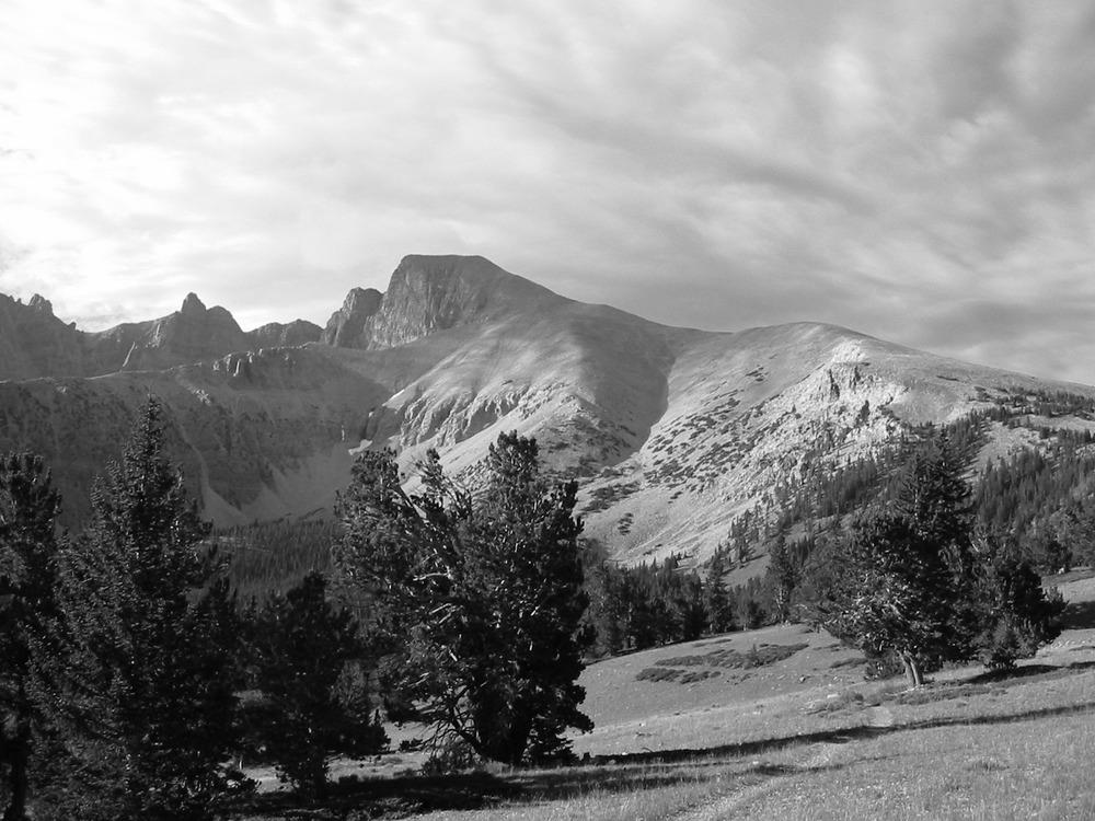 How a Graduate Student Killed the World’s Oldest Tree in 1964 Nevada