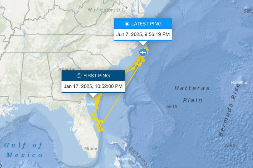 Contender live tracker as world's biggest great white shark spotted off ...
