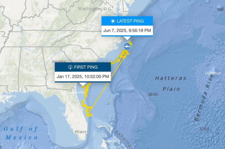 Contender live tracker as world's biggest great white shark spotted off ...