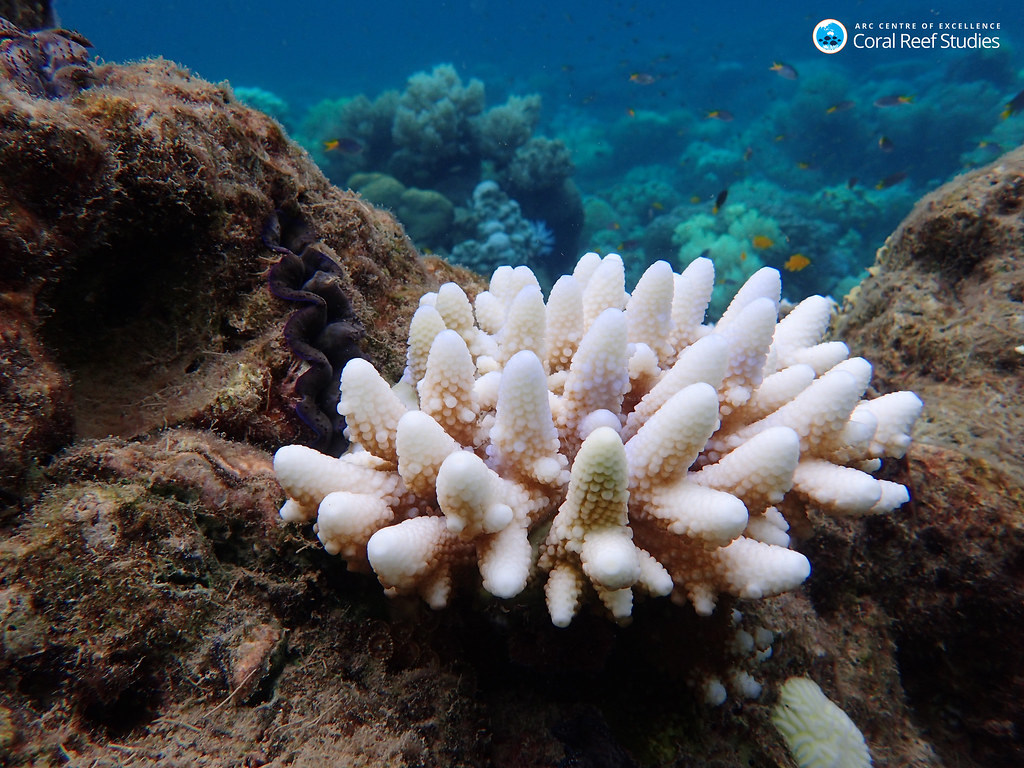 The Current State of Global Coral Reef Health