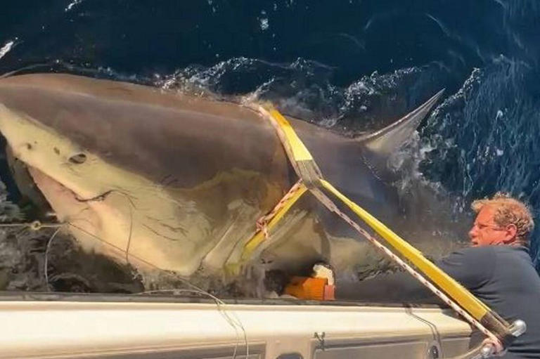 Contender live tracker as world's biggest great white shark spotted off ...