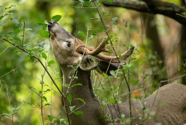 10 Deer-Deterrent Plants Every Garden Should Have