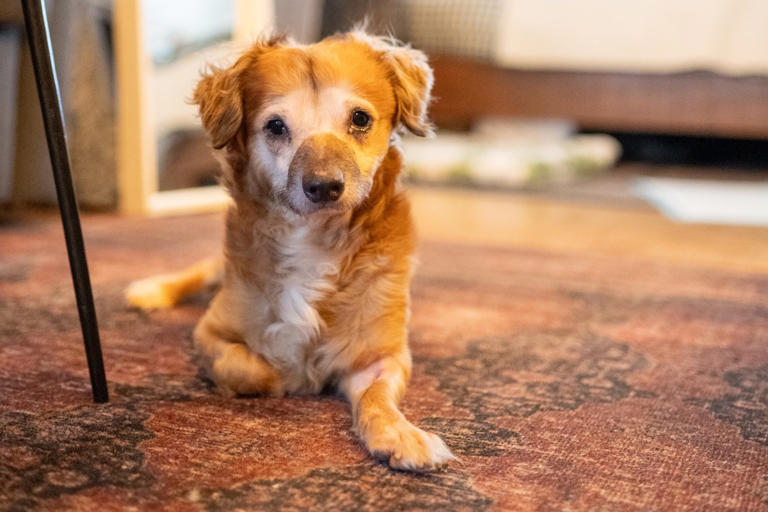 TikTok of Tiki the Rescue Dog Is Melting Hearts