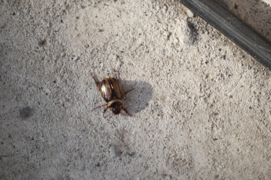 June bugs are back! Why they are buzzing near your home