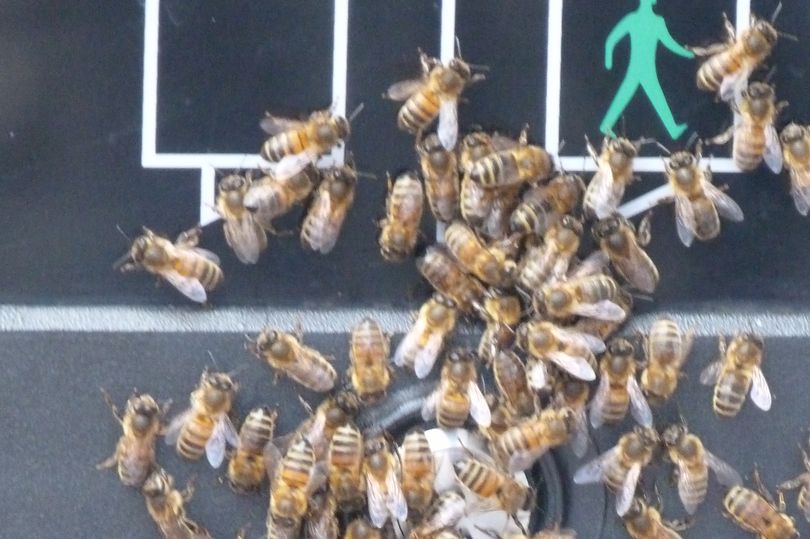Heatwave could trigger 'massive' swarms of 50,000 'deafening' bees that ...