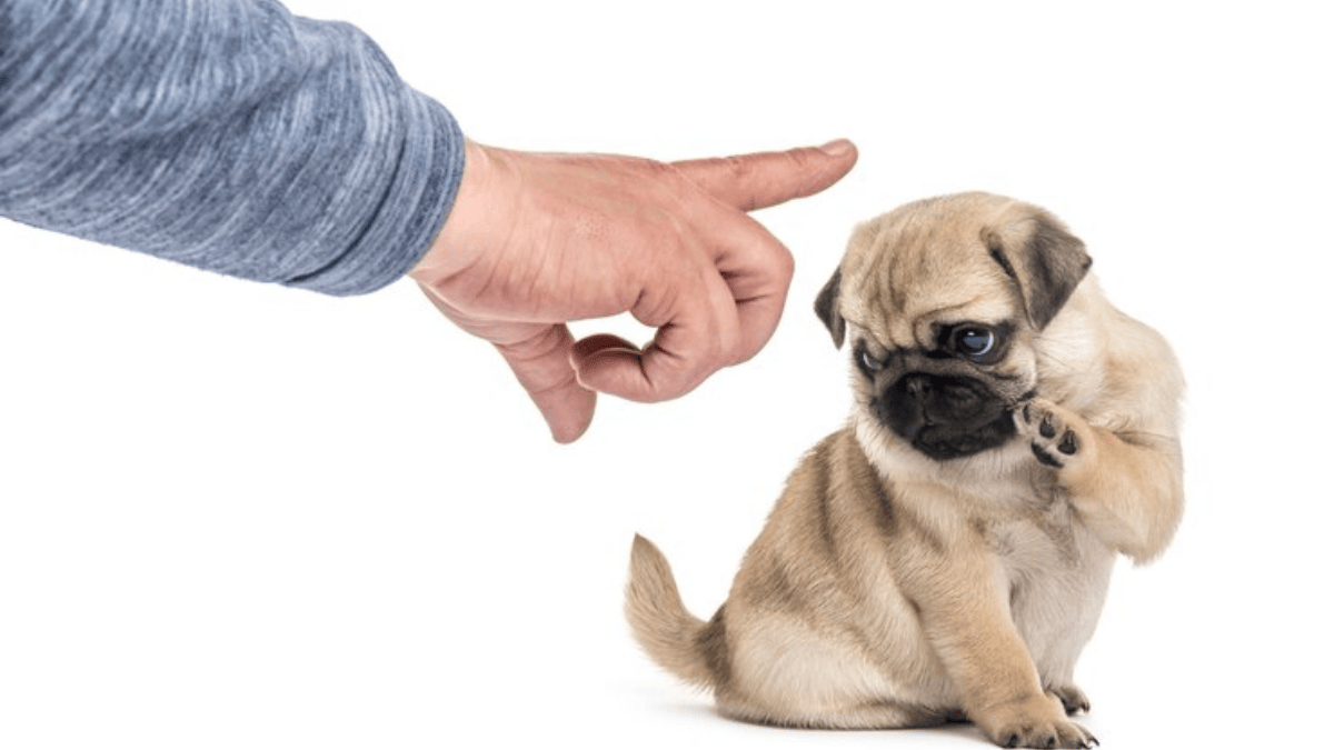 Common mistakes that hurt your dog's feelings without you realizing it