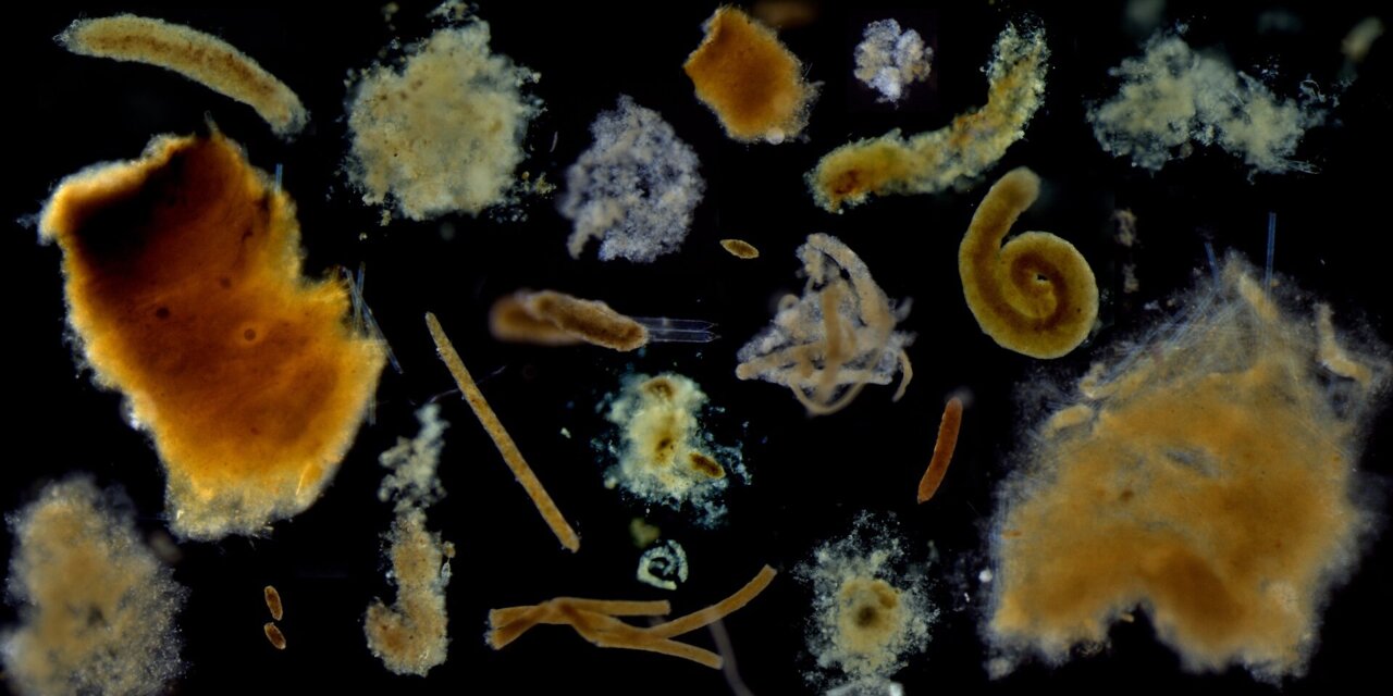 Marine snow provides new clues about the export of carbon to the deep sea