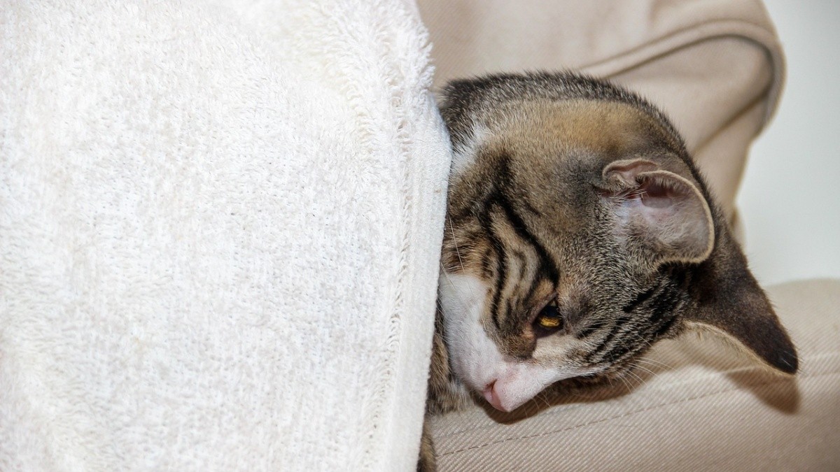 10 signs that a cat is feeling ill and needs you a lot