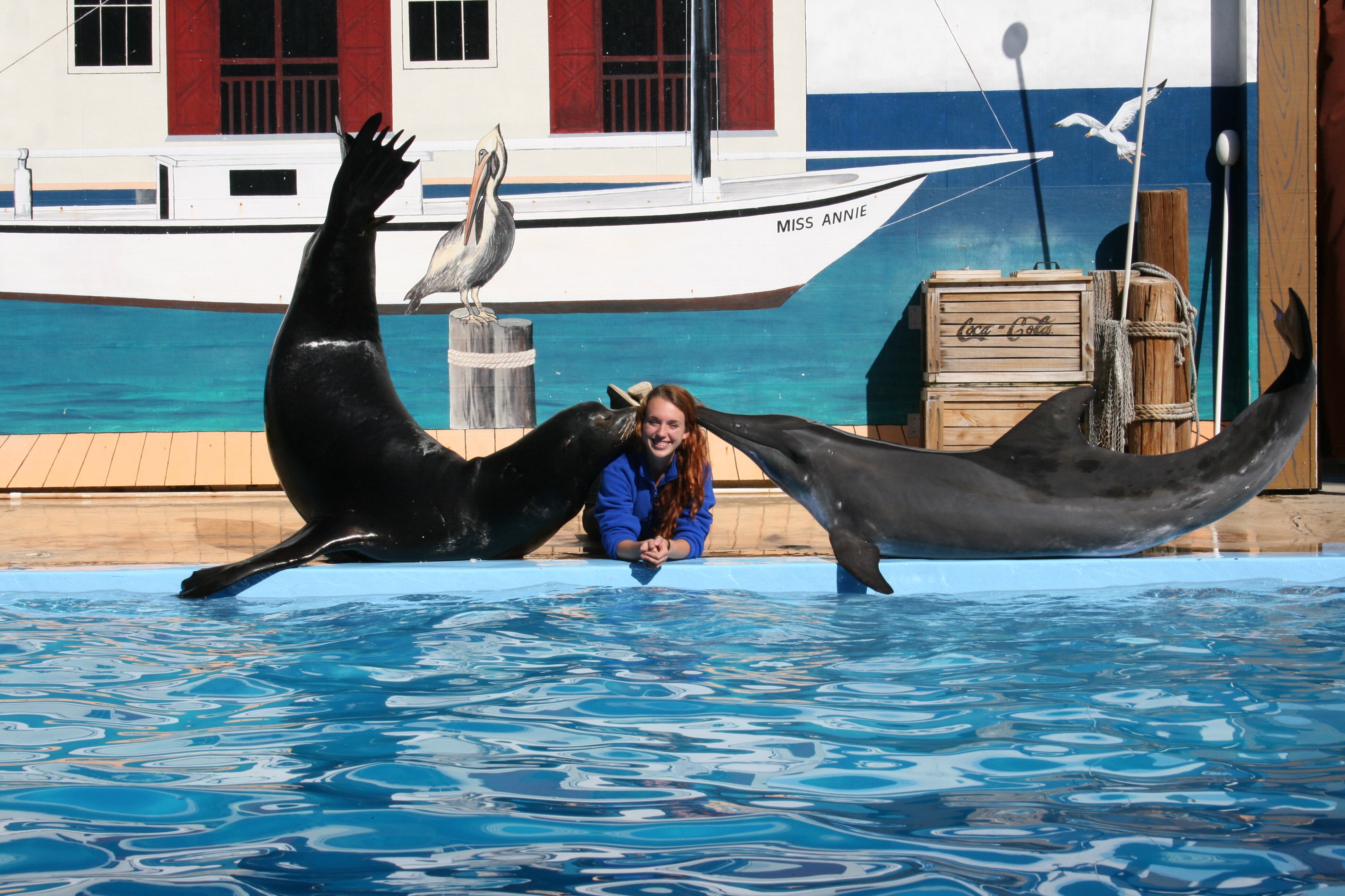 “Once the Dolphin Company took over, these animals had to suffer ...