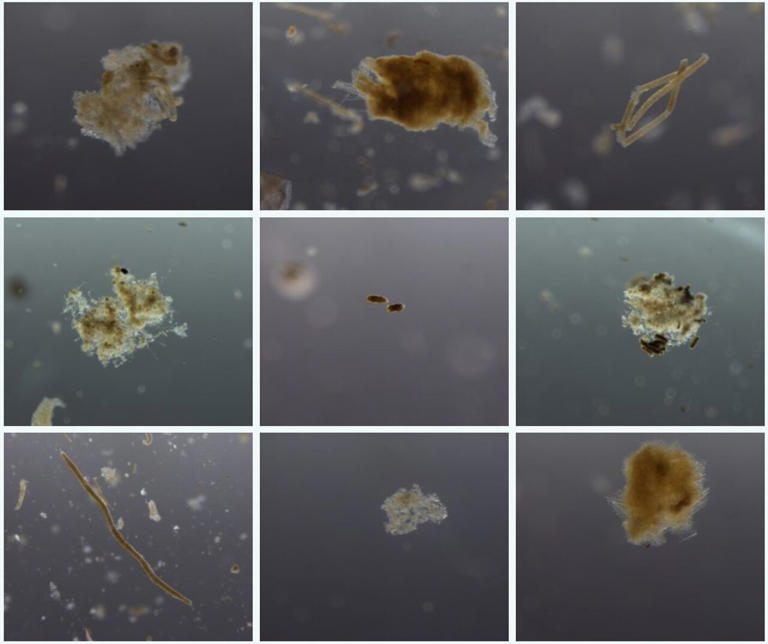 Marine snow provides new clues about the export of carbon to the deep sea