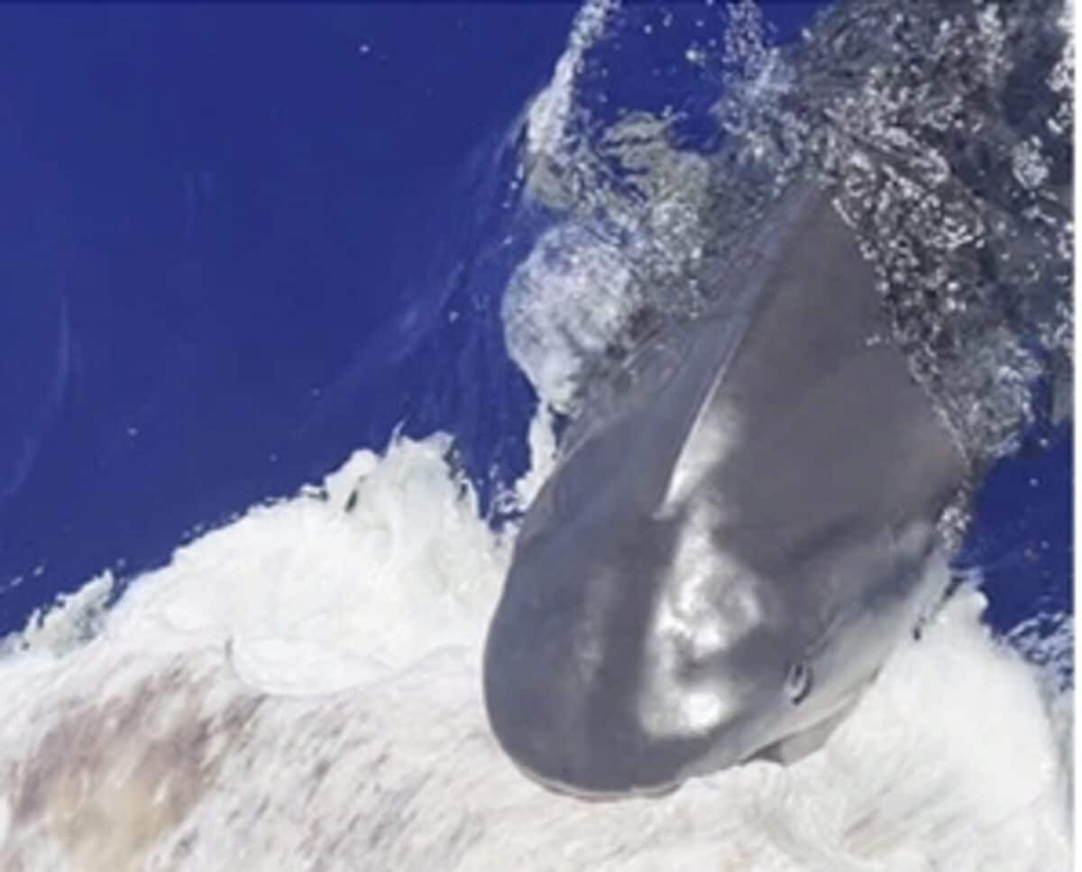 Rare Footage: Sharks Display ‘Peaceful’ Underwater Etiquette In Whale ...