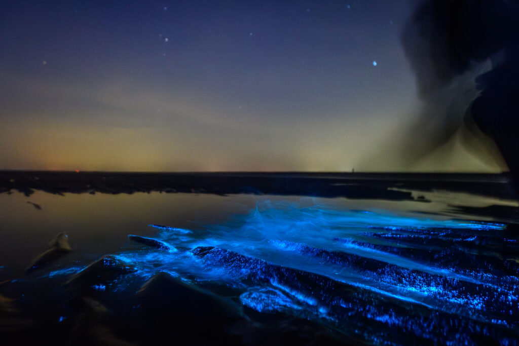 Bioluminescence Explained: The Science and Creatures Behind the Glow