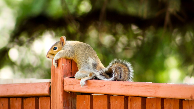 Why Do Squirrels Really Lay Down Flat When It's Hot Outside?