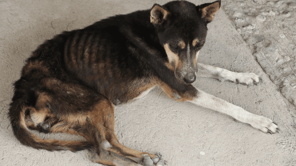 The 12 Warning Signs Your Dog Is Dying
